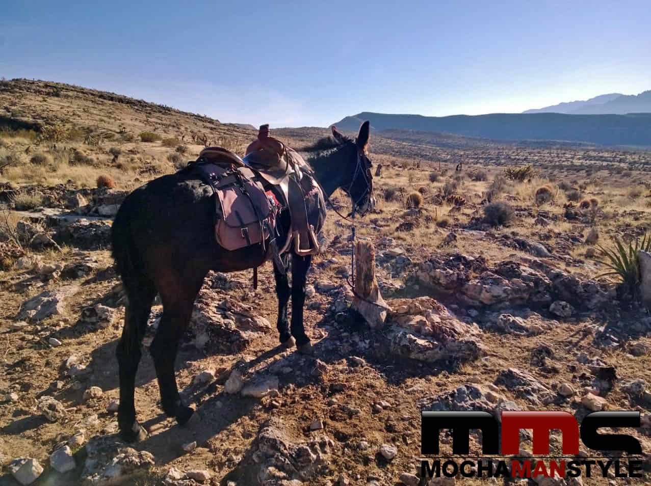 A Man's Guide to Vegas - Mocha Man Style